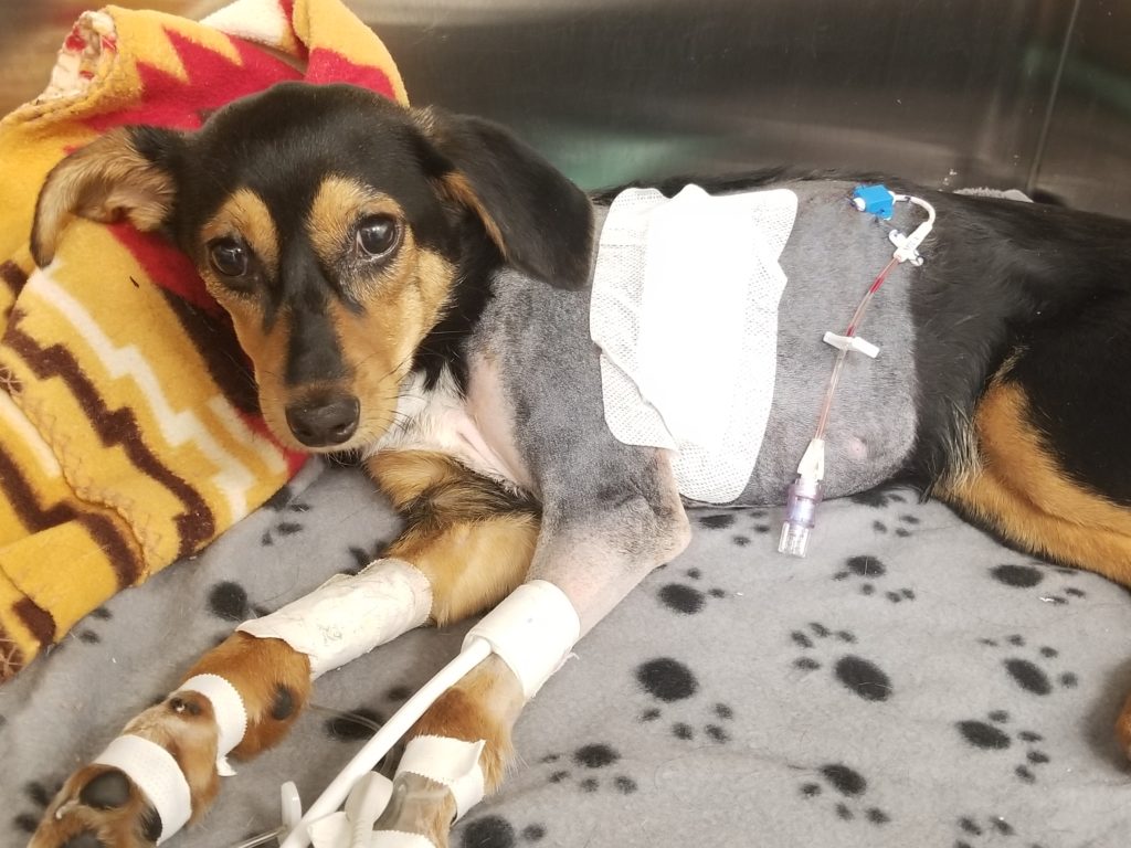 Problems of the heart: A puppy's journey - Friendship Hospital for Animals