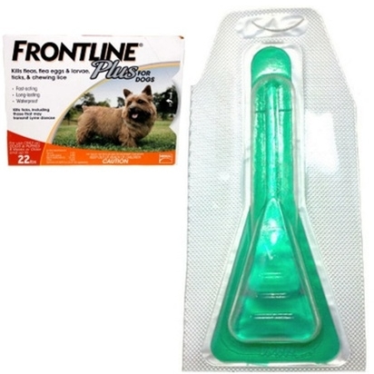 Fleas & Ticks - Friendship Hospital for Animals