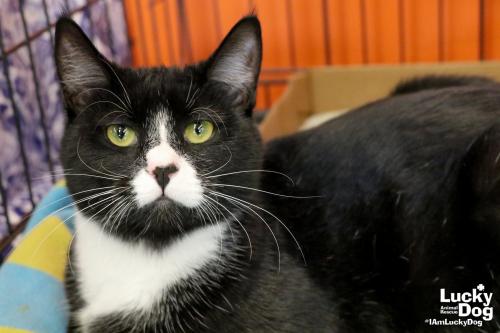 June is Adopt-A-Cat Month! - Friendship Hospital for Animals