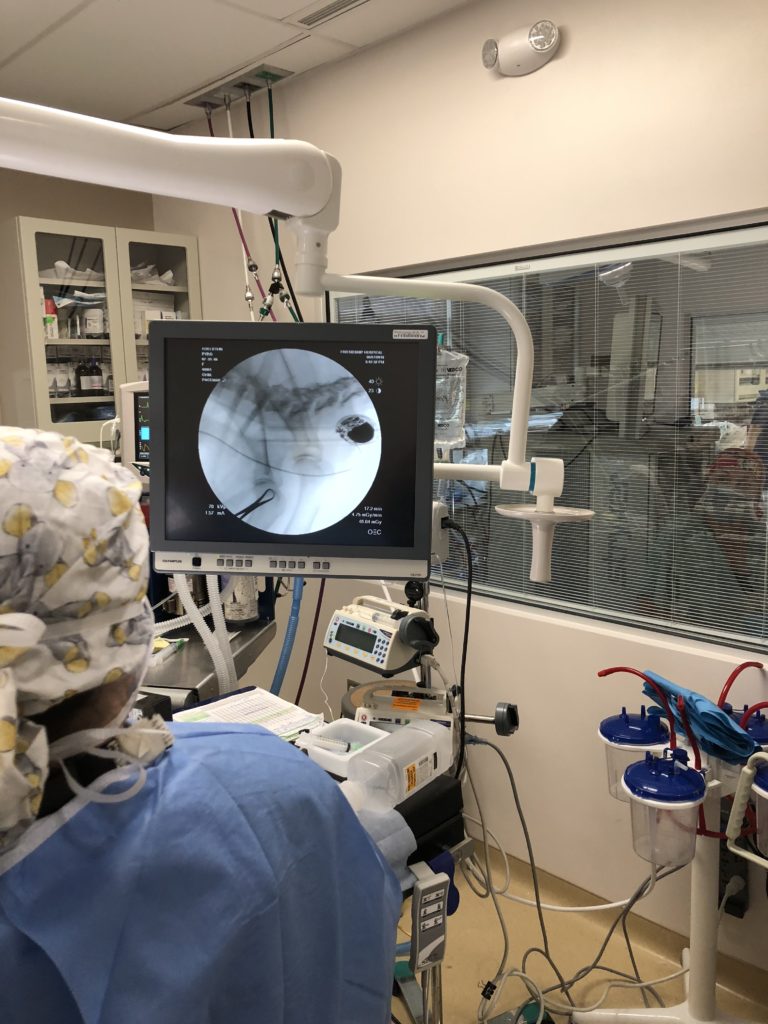 Permanent Pacemaker Placement in Dogs - Friendship Hospital for Animals