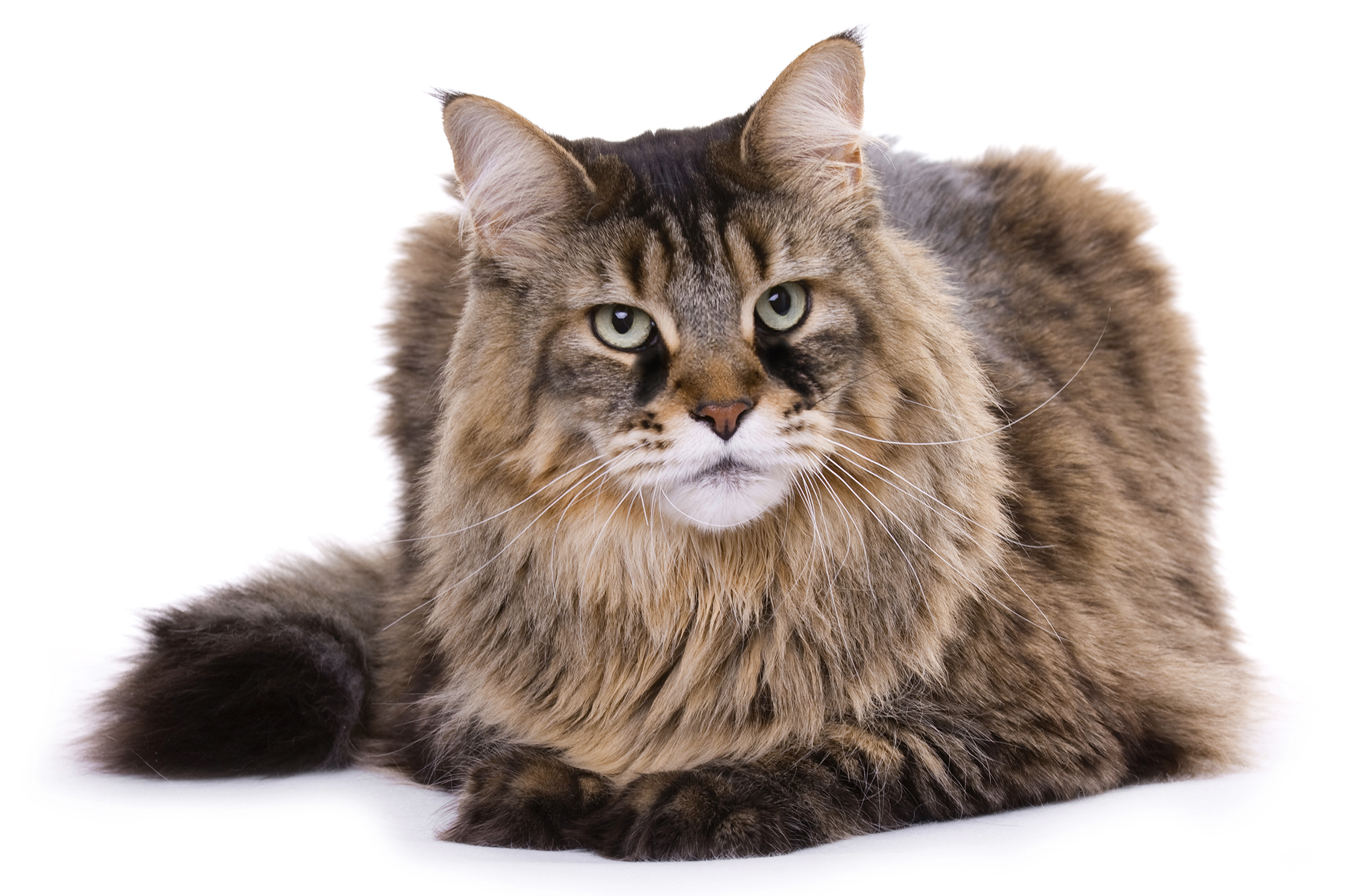 My Cat Has Chronic Teary Eyes - Friendship Hospital for Animals