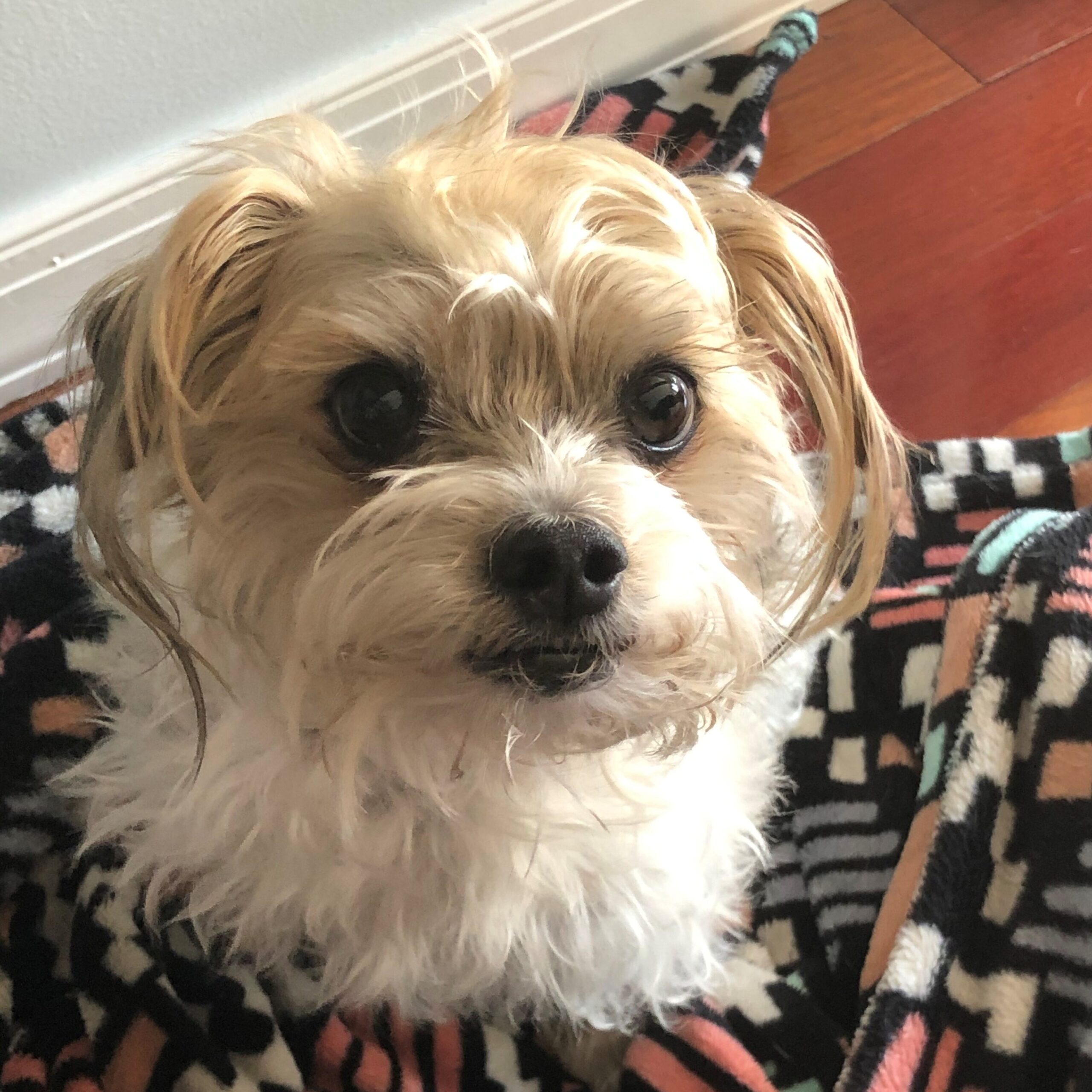 The Dog Aging Project - Friendship Hospital for Animals