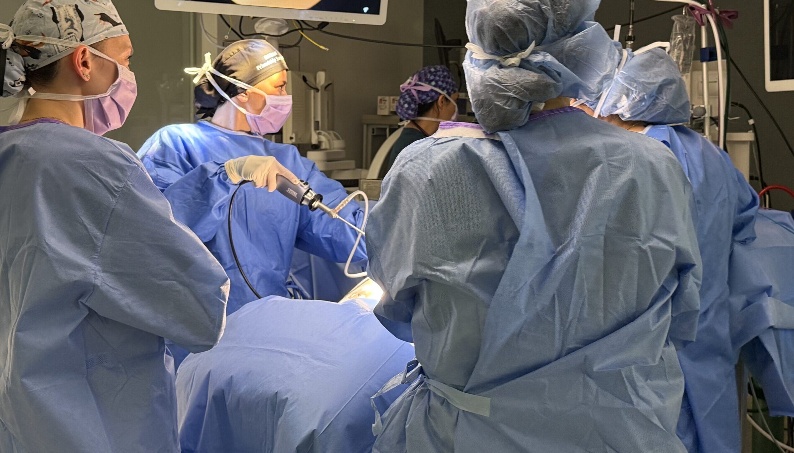 Understanding Veterinary Laparoscopic Surgery for Your Pet - Friendship ...